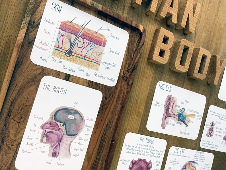 DIGITAL the Five Senses A4 Posters Montessori Wall Art | Etsy