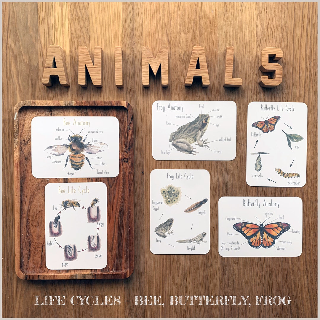 DIGITAL Life Cycle and Anatomy Pack, Butterfly Life Cycle Activity, Bee ...