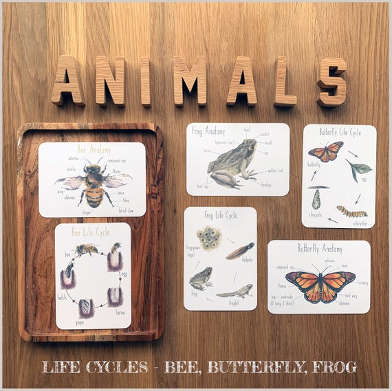 DIGITAL Life Cycle and Anatomy Pack Butterfly Life Cycle - Etsy