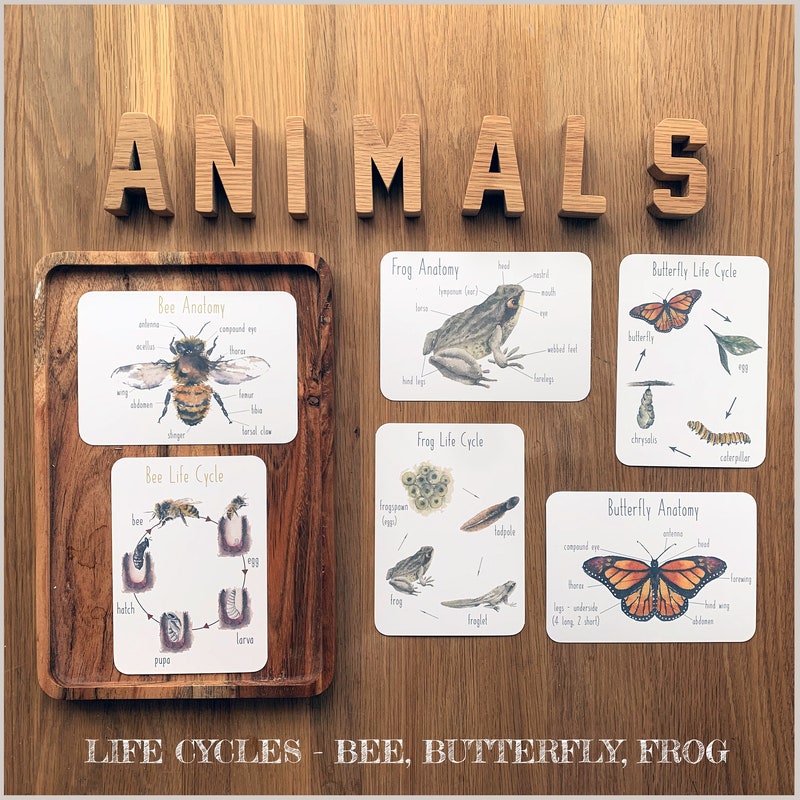 Bee and Frog Card - Etsy