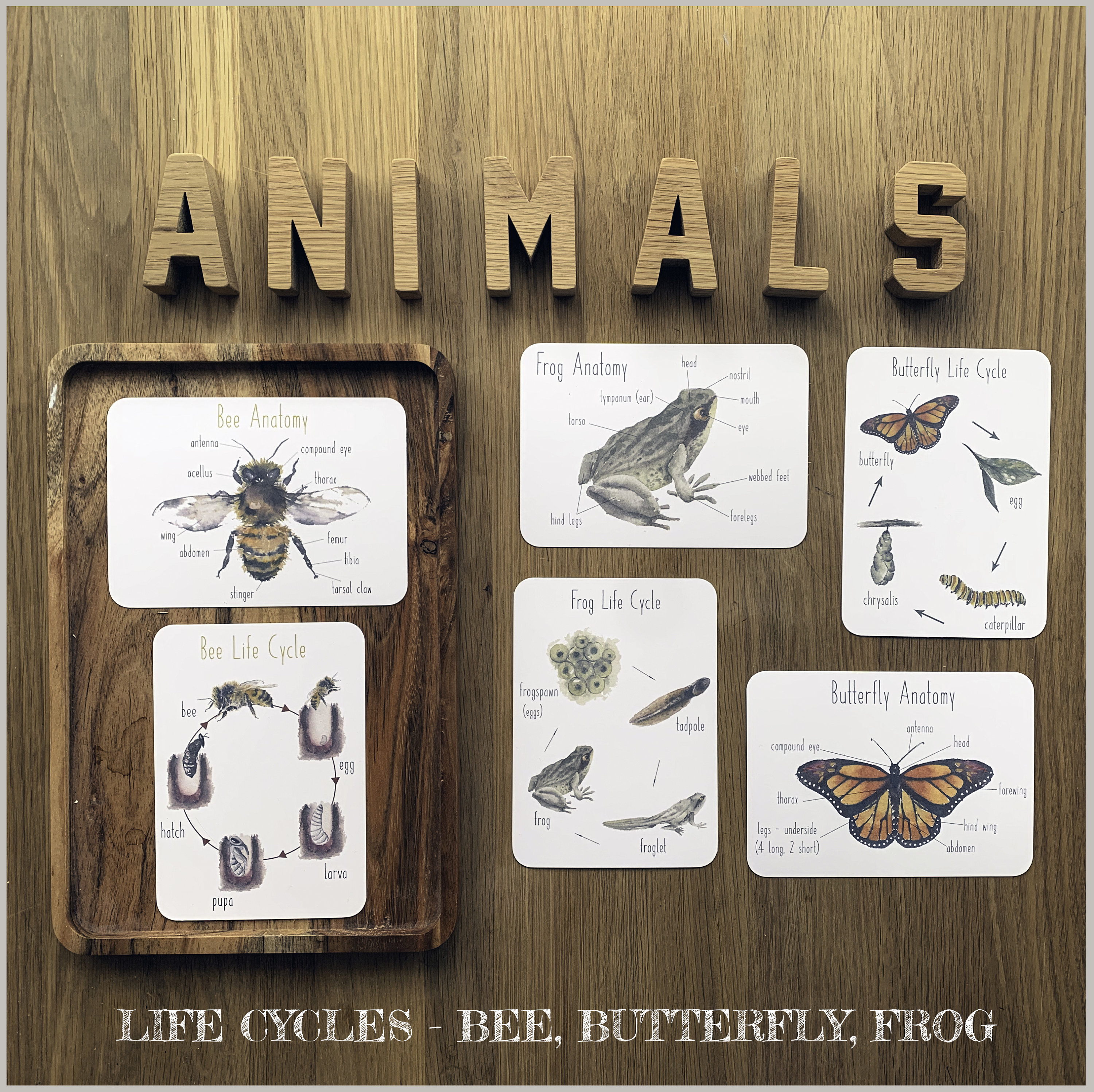 DIGITAL Life Cycle and Anatomy Pack Butterfly Life Cycle - Etsy