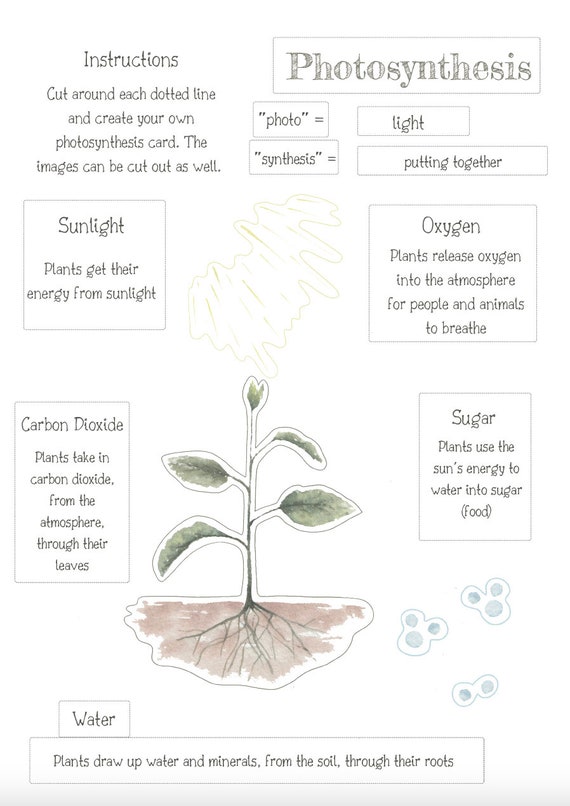 Photosynthesis Diagram For Kids Worksheet