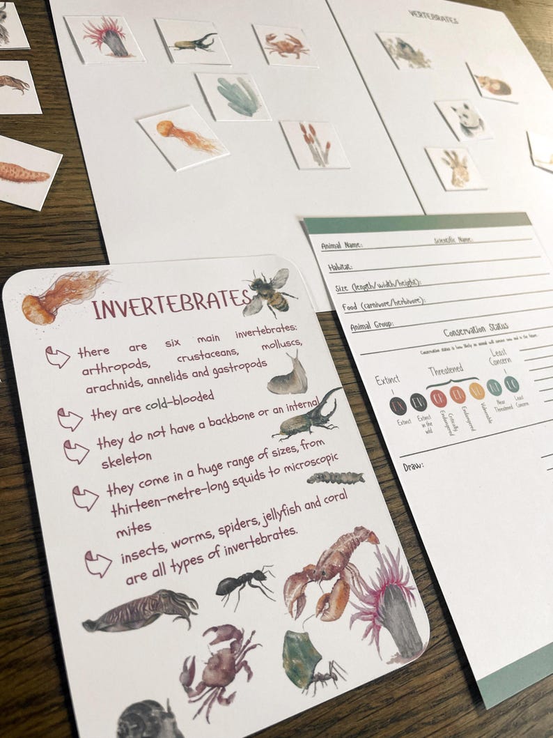 DIGITAL Large Watercolor Animal Groups Cards | Invertebrates ...