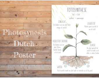 Photosynthesis Poster - Etsy