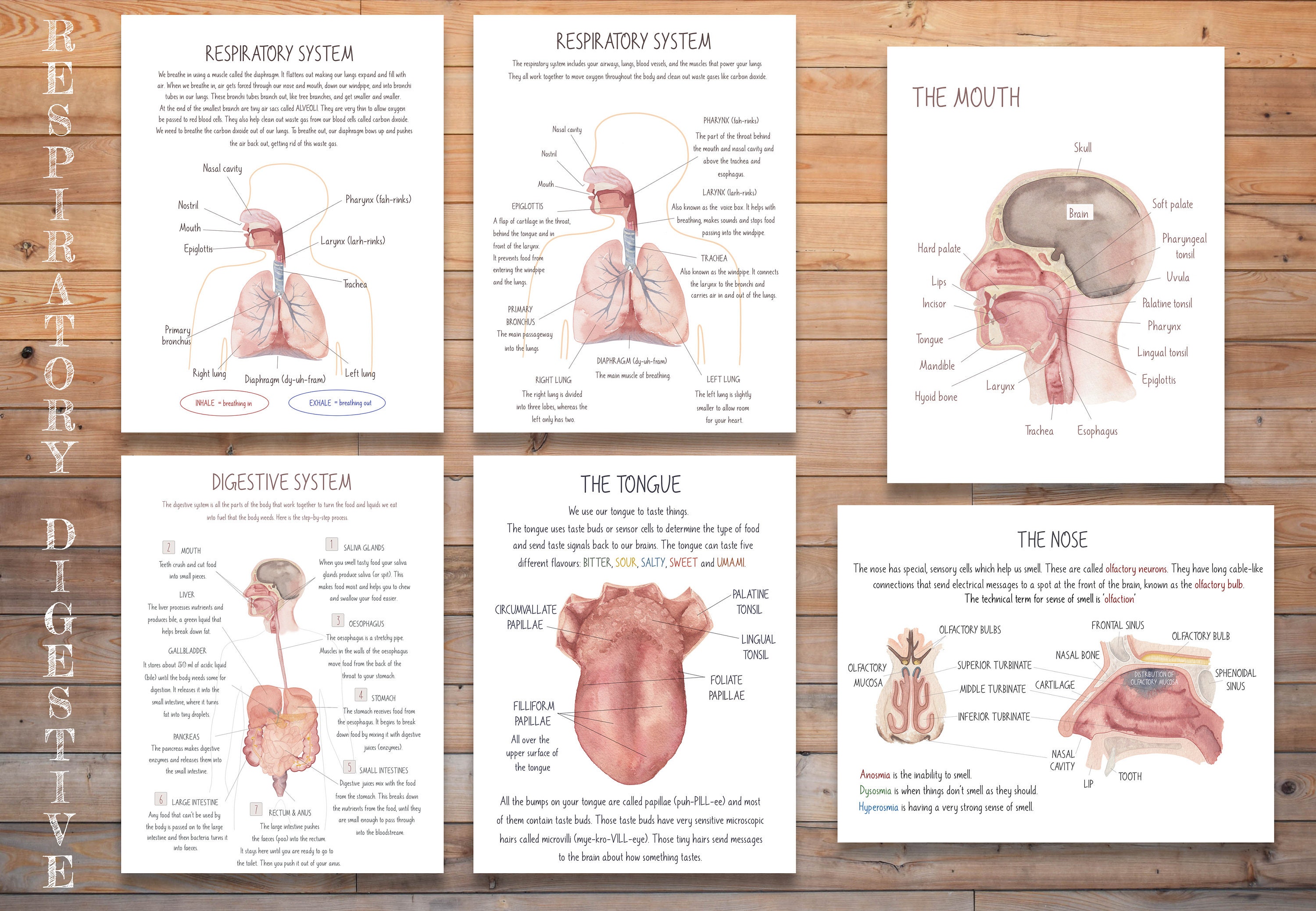 DIGITAL the Human Body Full Poster Set With Activities - Etsy
