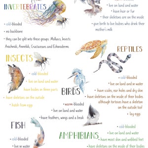 DIGITAL Animal Groups and Ocean Families Poster - Etsy
