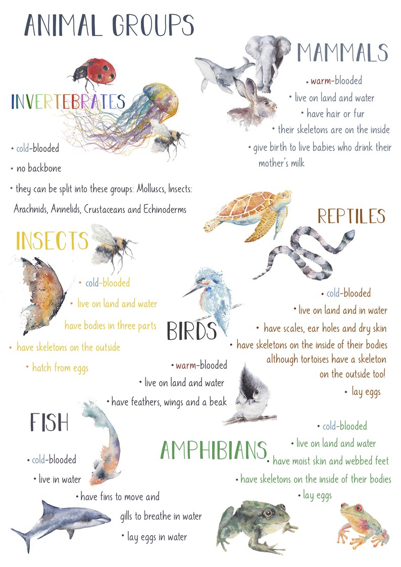 DIGITAL Animal Groups and Ocean Families Poster Montessori - Etsy