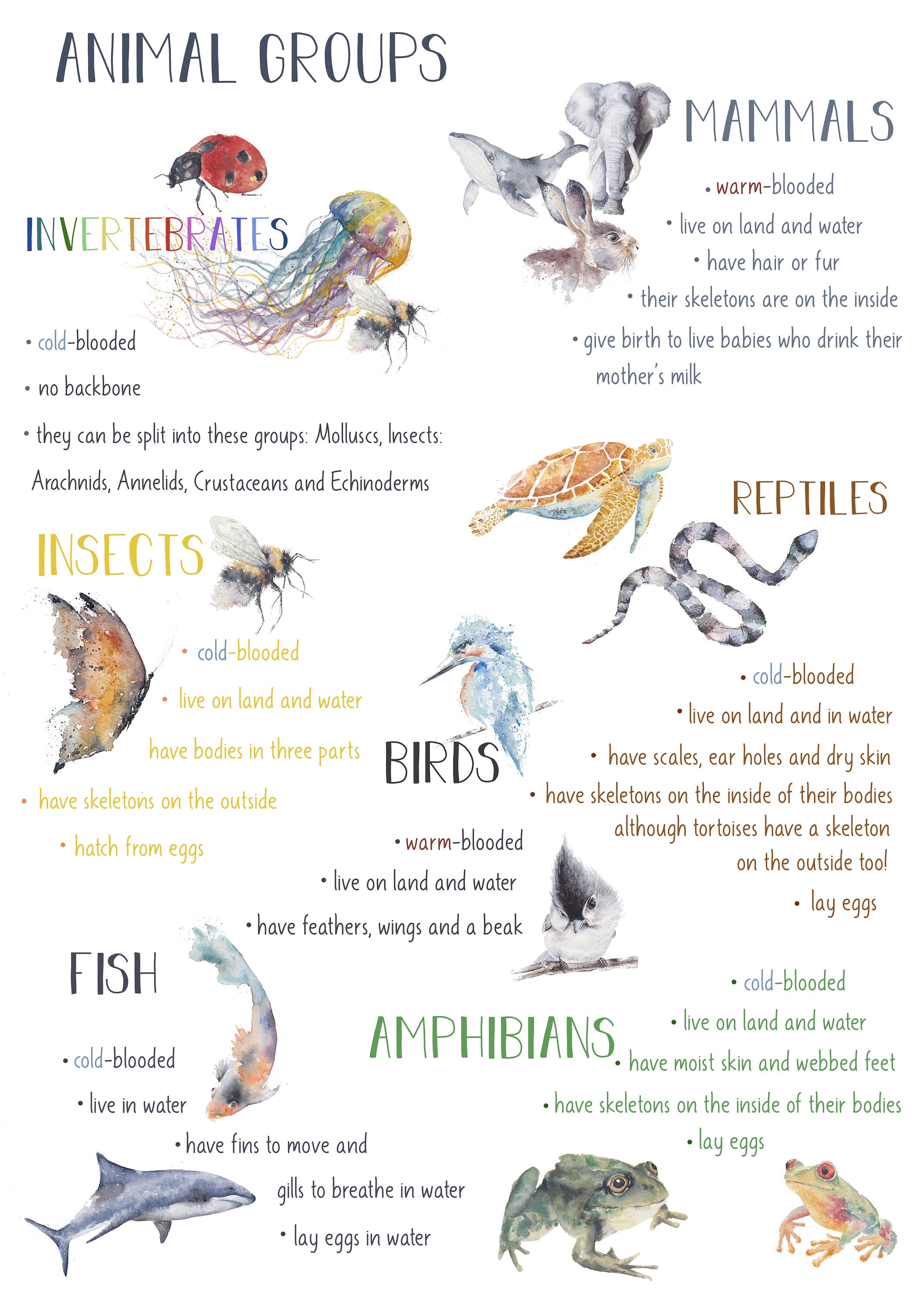 DIGITAL Animal Groups and Ocean Families Poster Montessori - Etsy