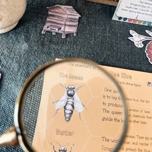 DIGITAL Educational Honey Bee Lesson Plan - Etsy