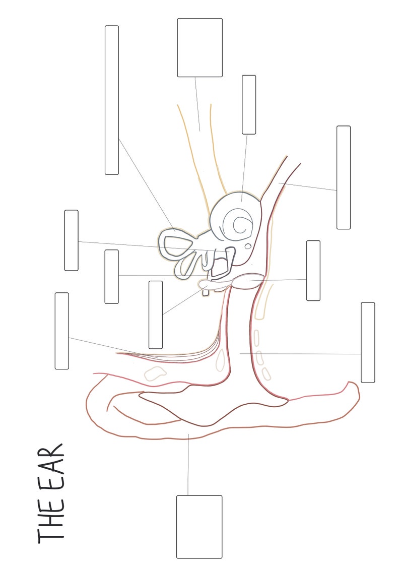 DIGITAL Ear Diagrams & Worksheet | Human Body Science Printable for ...