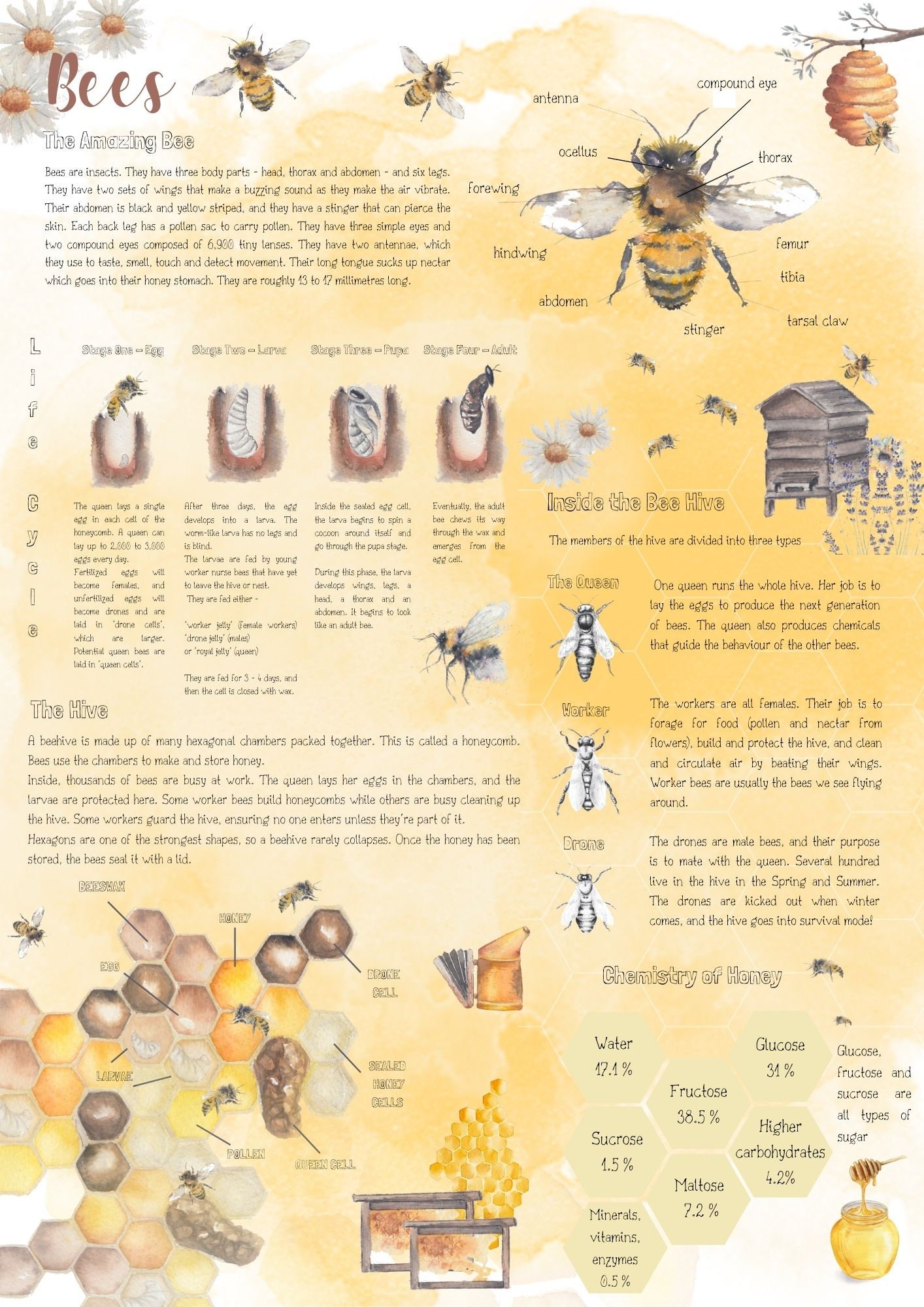 DIGITAL Bee Posters A4 and US Letter Size Home School - Etsy UK