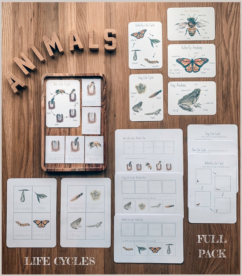 Animal Groups Educational Pack | Life Cycles & Beekeeping Unit ...