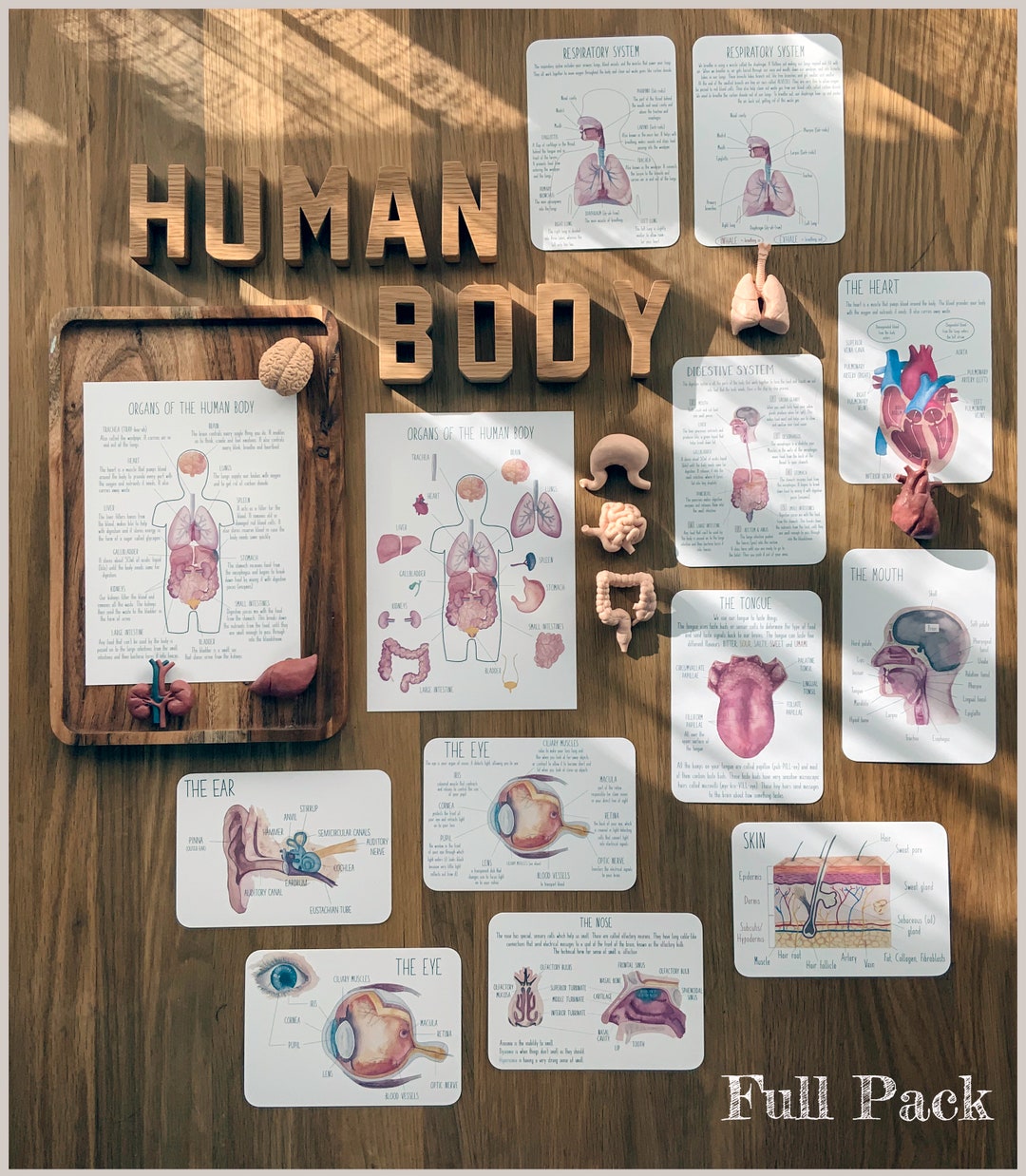 DIGITAL the Human Body Full Poster Set With Activities - Etsy