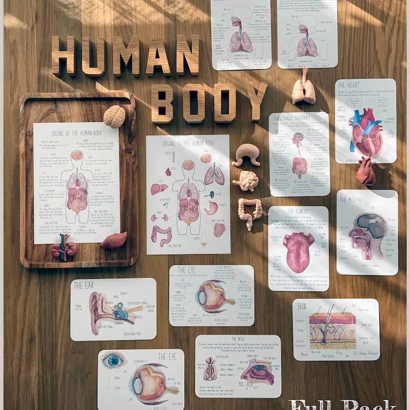 Human Biology Homeschool - Etsy