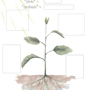 Digital Photosynthesis Worksheets | Printable Science Resource for Kids ...
