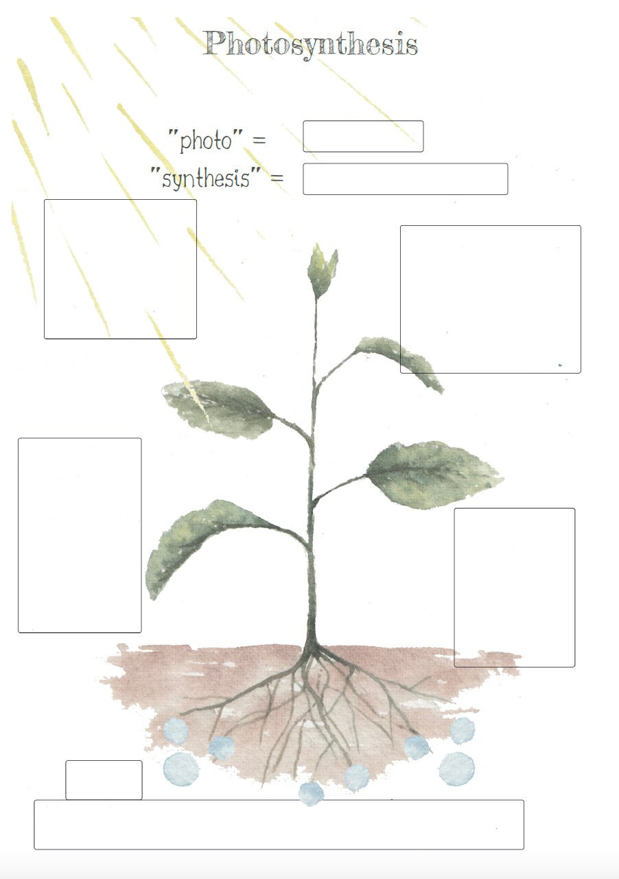 Digital Photosynthesis Worksheets | Printable Science Resource for Kids ...