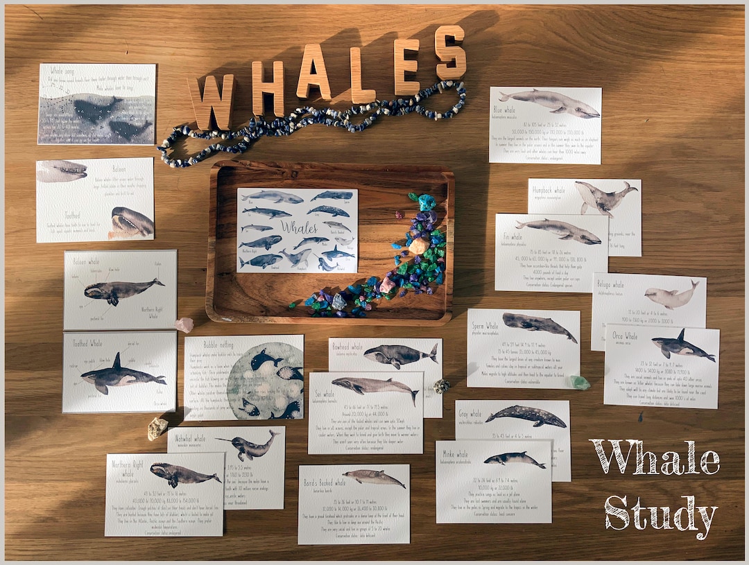 Whale Nature Pack | Printable Educational Activities & Resources for ...