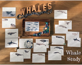 Blue Whale Mini Study Nature Pack Charlotte Mason Inspired - Etsy