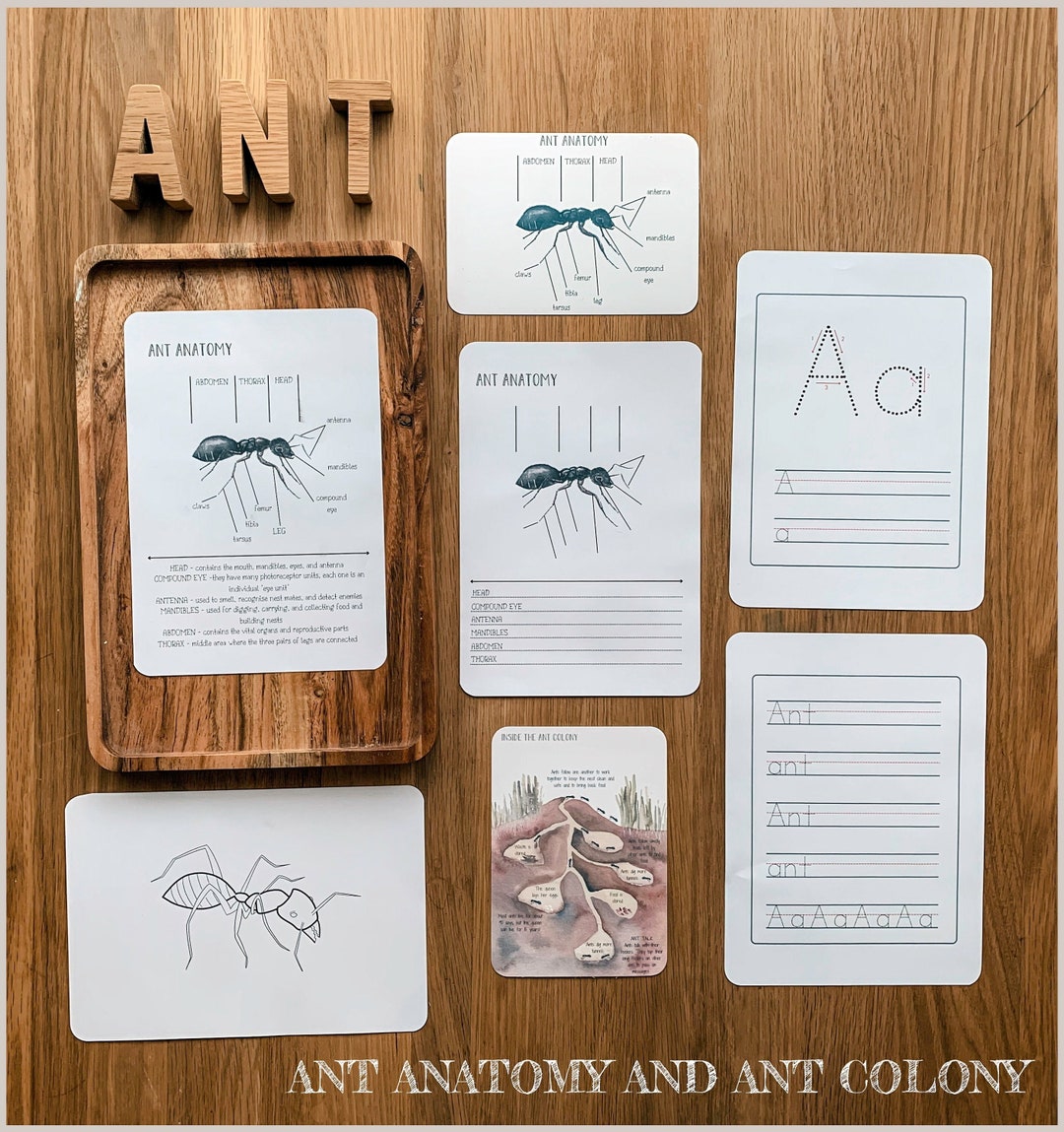 DIGITAL Ant Anatomy Learning Pack - Etsy
