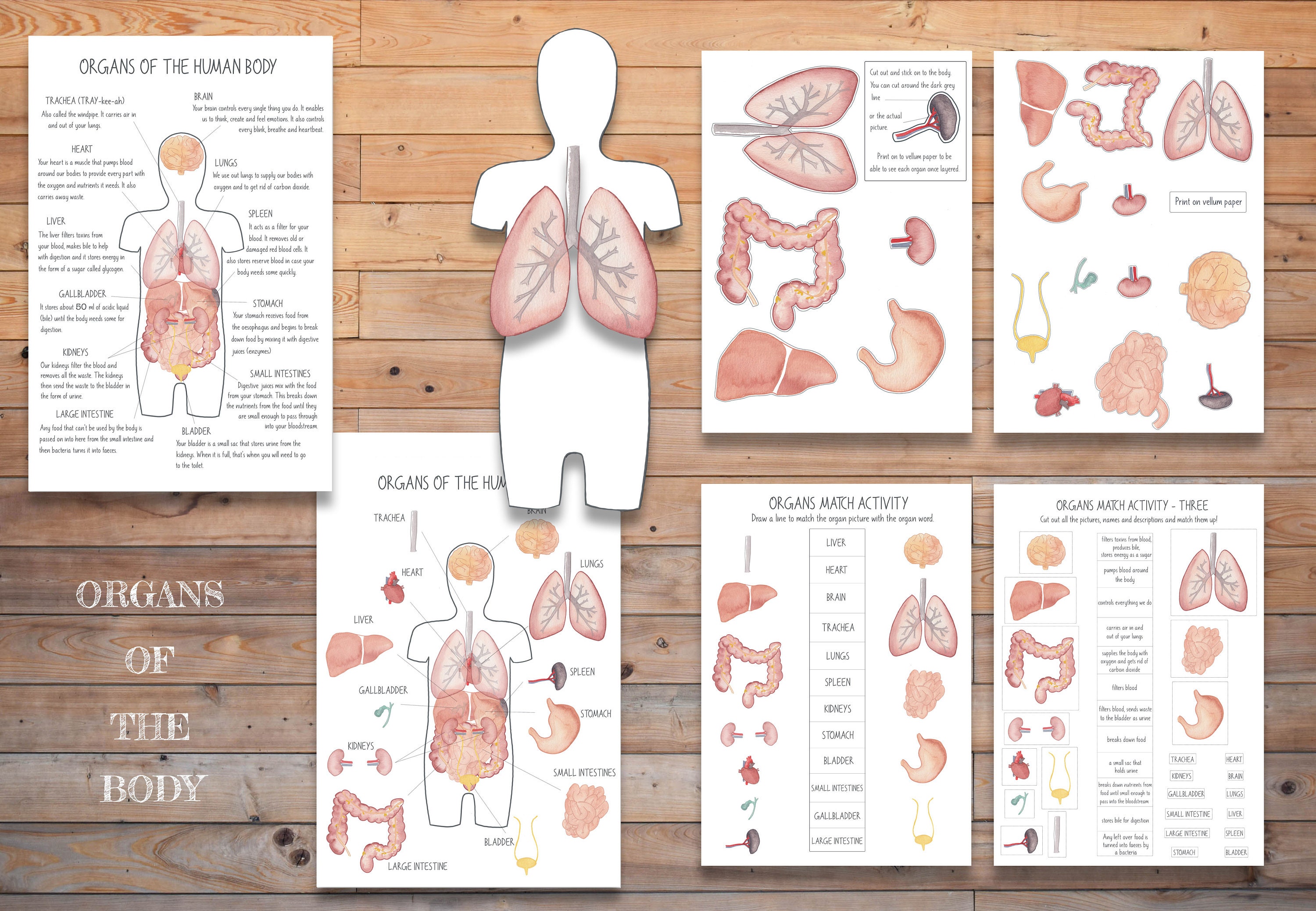 DIGITAL the Human Body Full Poster Set With Activities - Etsy