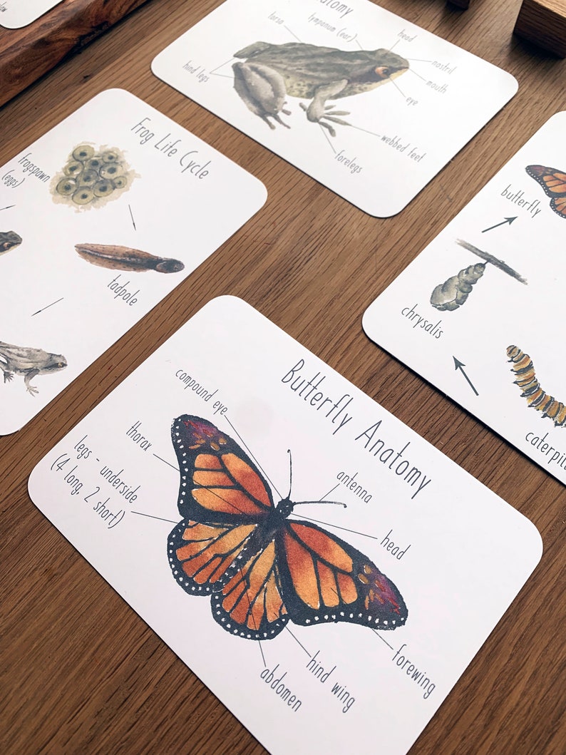 DIGITAL Life Cycle and Anatomy Pack Butterfly Life Cycle - Etsy
