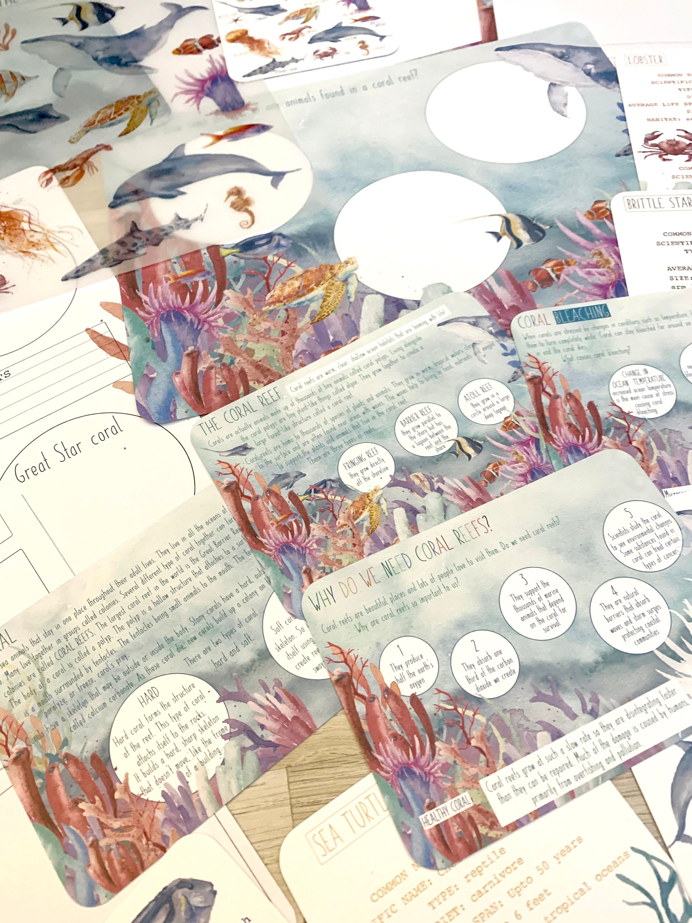 DIGITAL Coral Reef Educational Pack Coral Reef Worksheet | Etsy UK