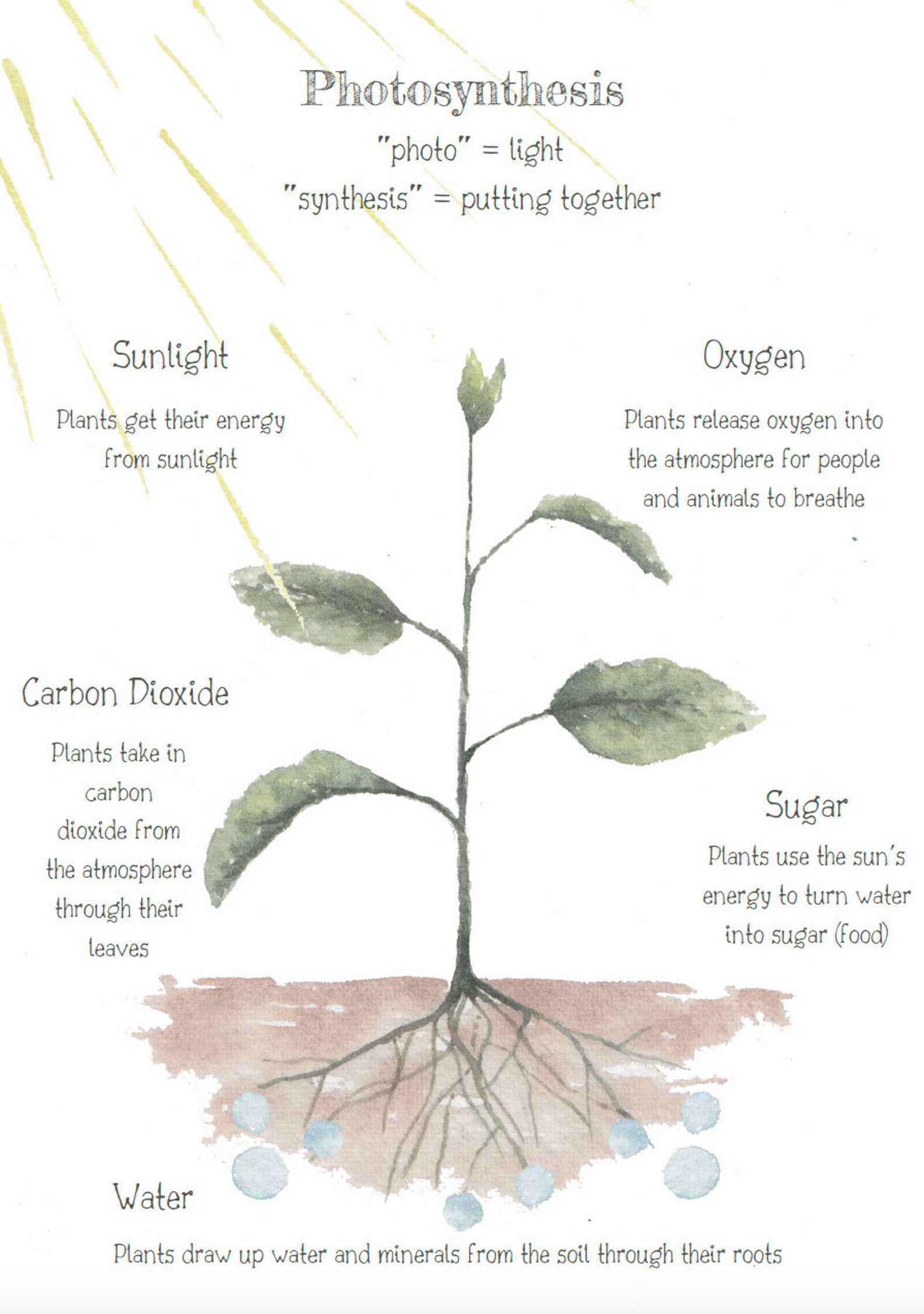 DIGITAL Photosynthesis Worksheets Nature Study Montessori - Etsy Ireland