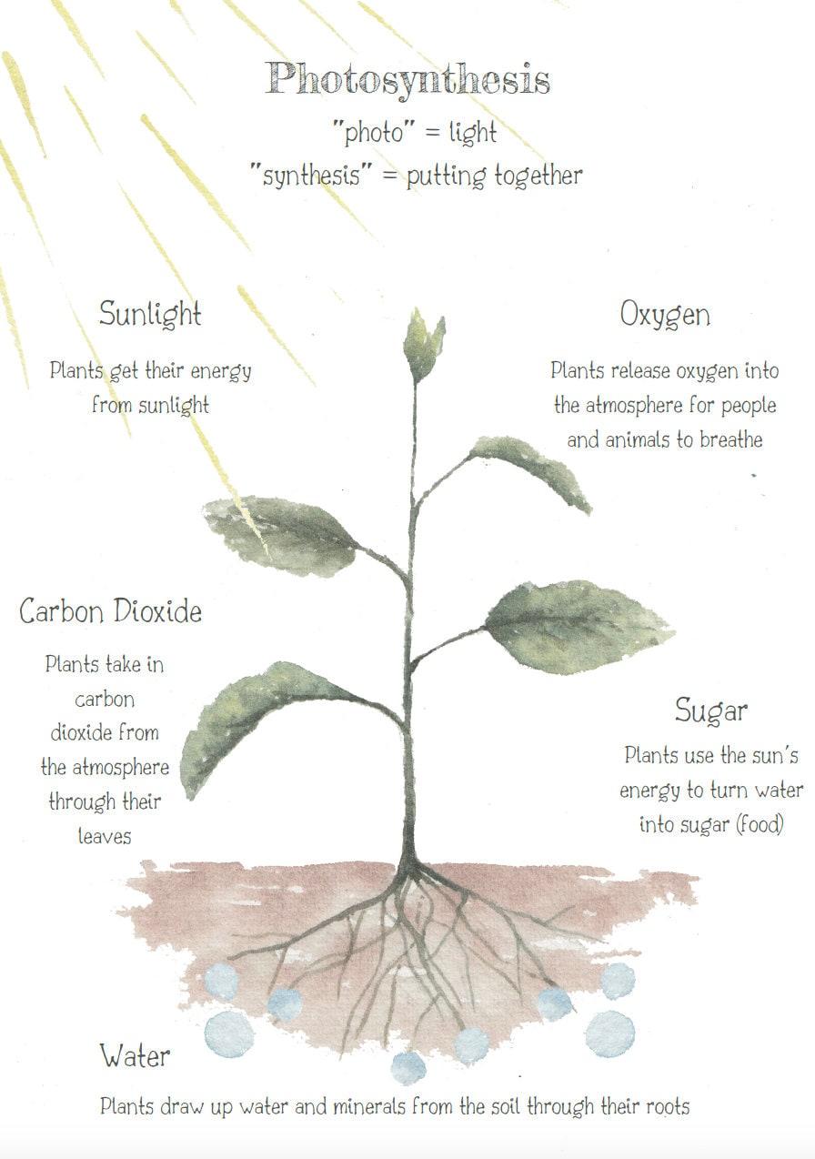 Digital Photosynthesis Worksheets | Printable Science Resource for Kids ...