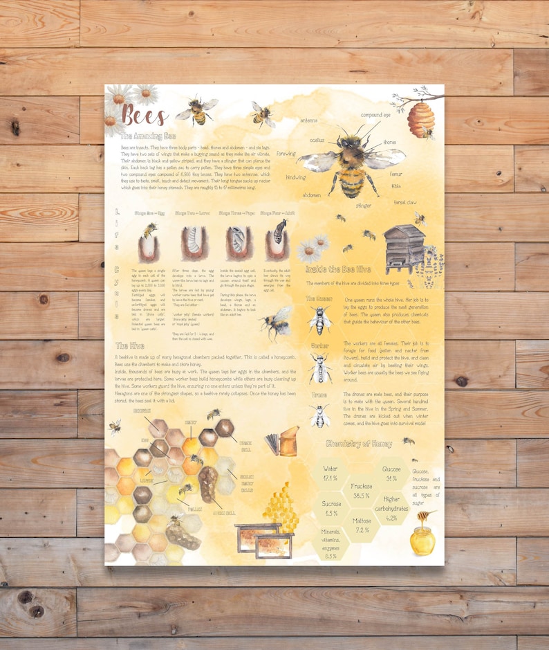 DIGITAL Bee Posters A4 and US Letter Size Home School - Etsy Australia