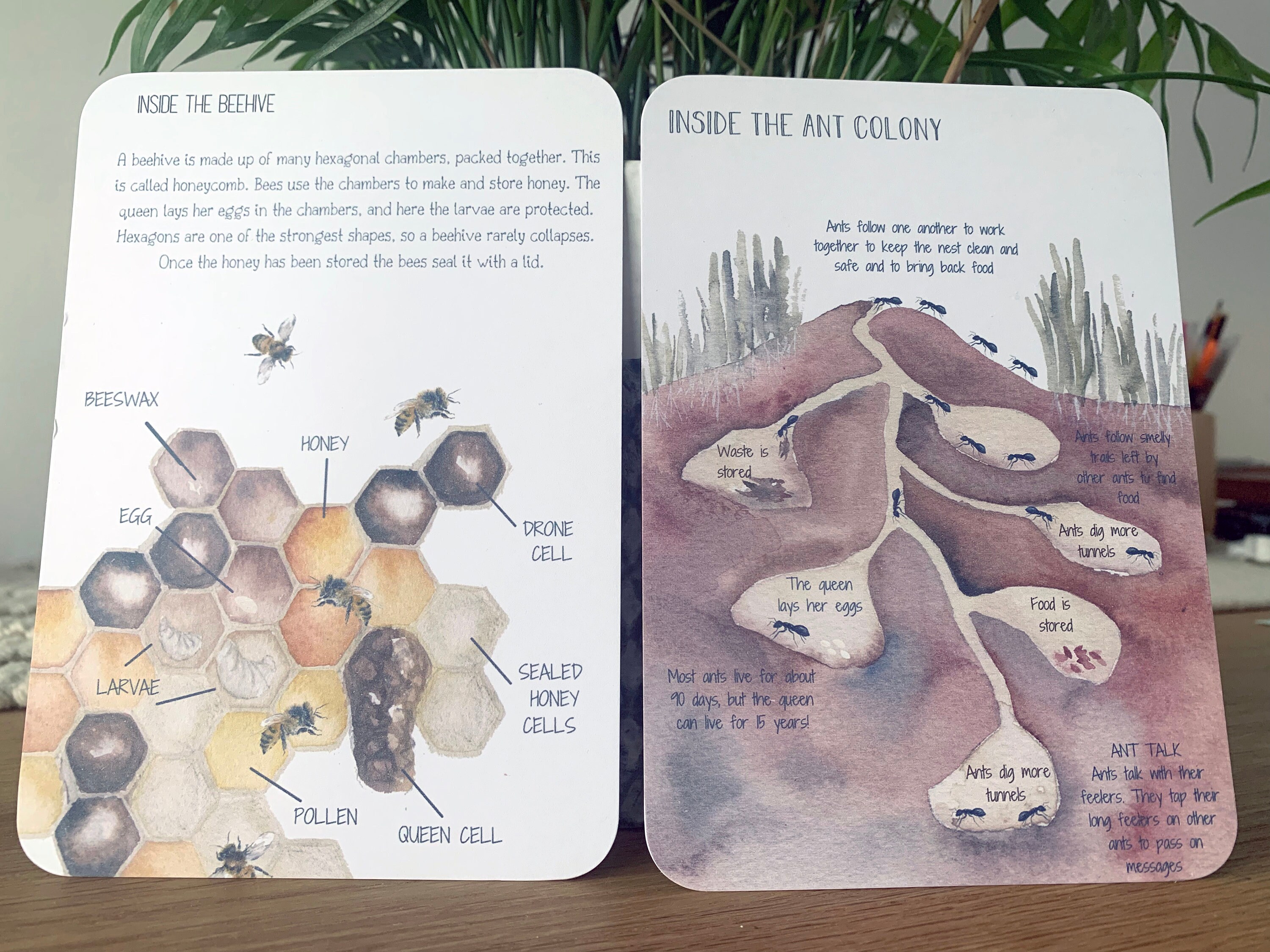 DIGITAL Bee Hive and Ant Colony Cards Set of 2 Posters | Etsy