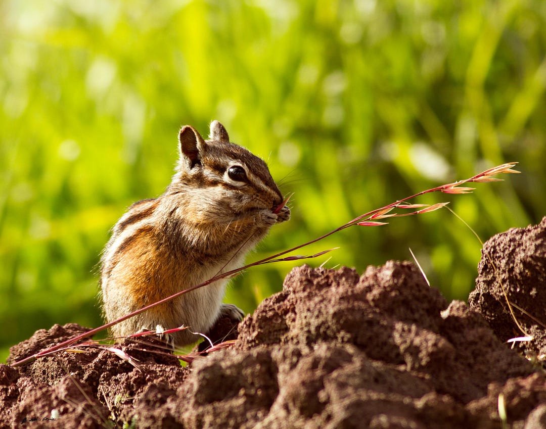 Chipmunk Photo Print: White Mountains, Arizona - Giclee, Metal or ...