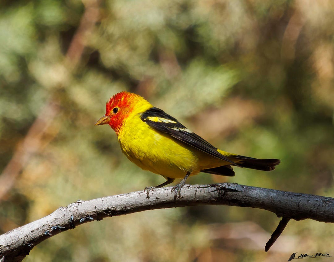 Western Tanager Photo Print: Arizona Bird (11x14) - Etsy