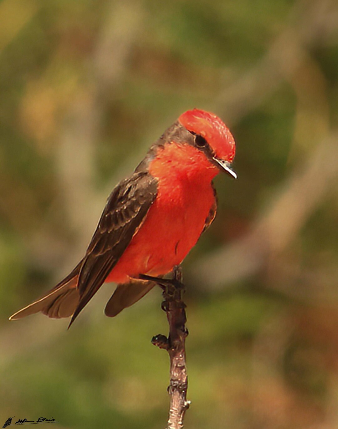 Vermillion Flycatcher Photo Print: Arizona Bird (11x14) - Etsy
