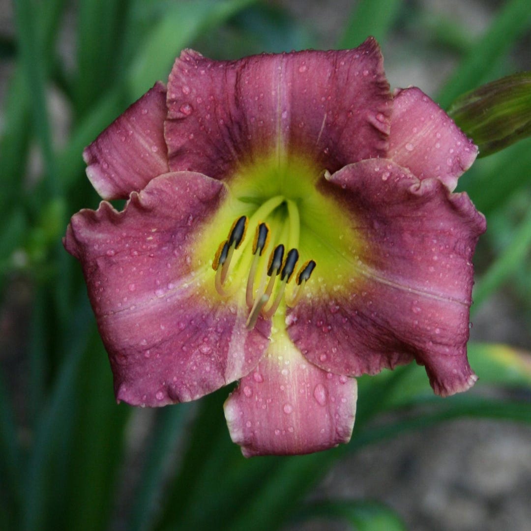 DEMERIE DOLL Daylily Plants (double Fan) Bare Root Perennial Plant - Etsy
