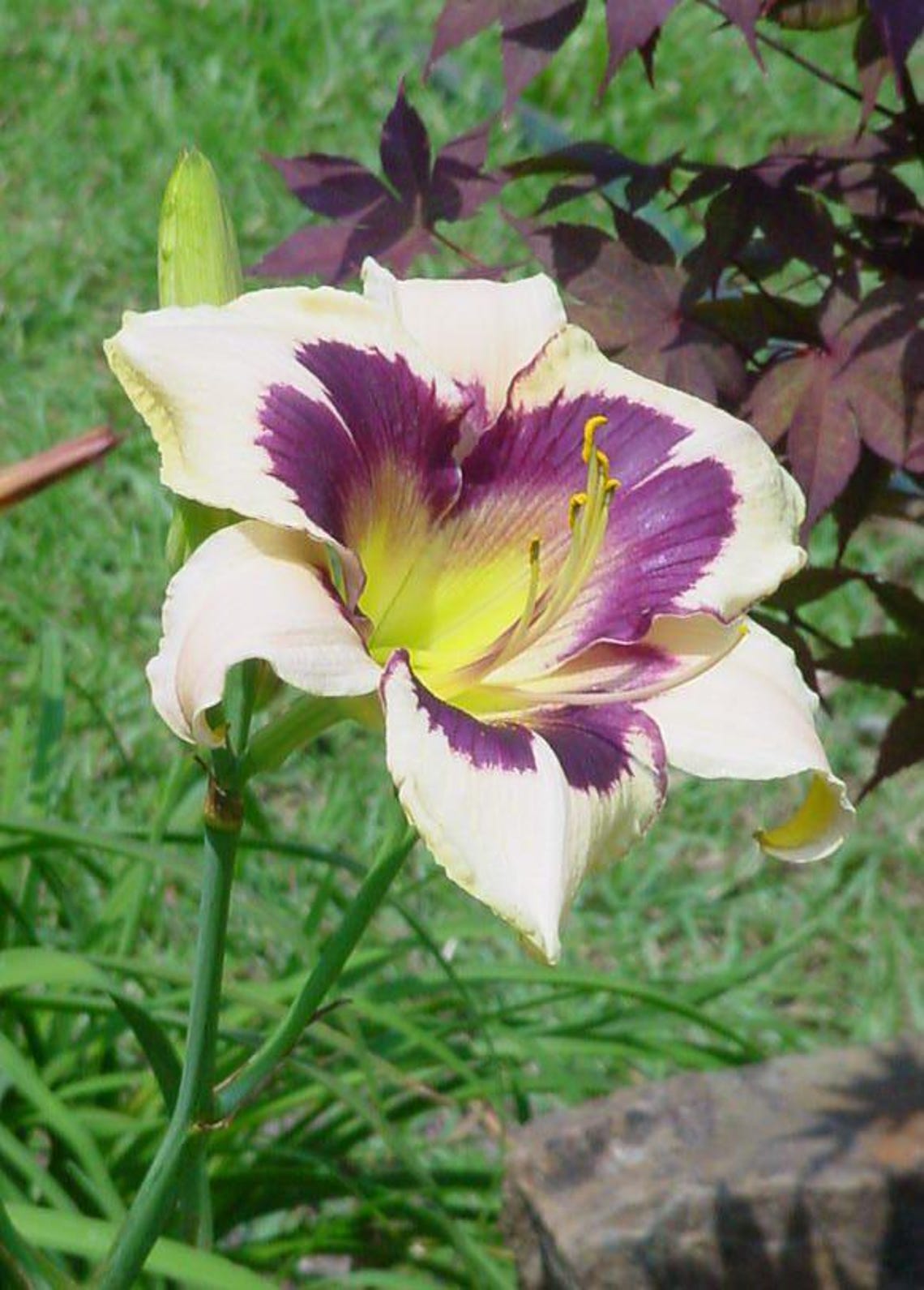MOONLIT MASQUERADE Daylily Plants (double Fan) Bare Root Perennial ...