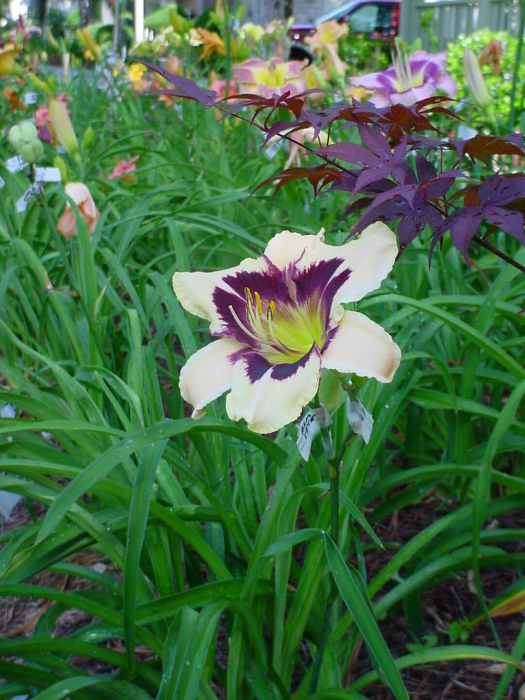 MOONLIT MASQUERADE Daylily Plants (double Fan) Bare Root Perennial ...