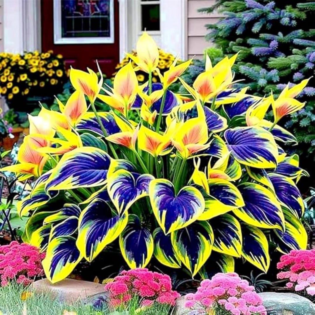300+ Rare Hosta Seeds – Non-gmo Heirloom Perennial Shade Plants for ...