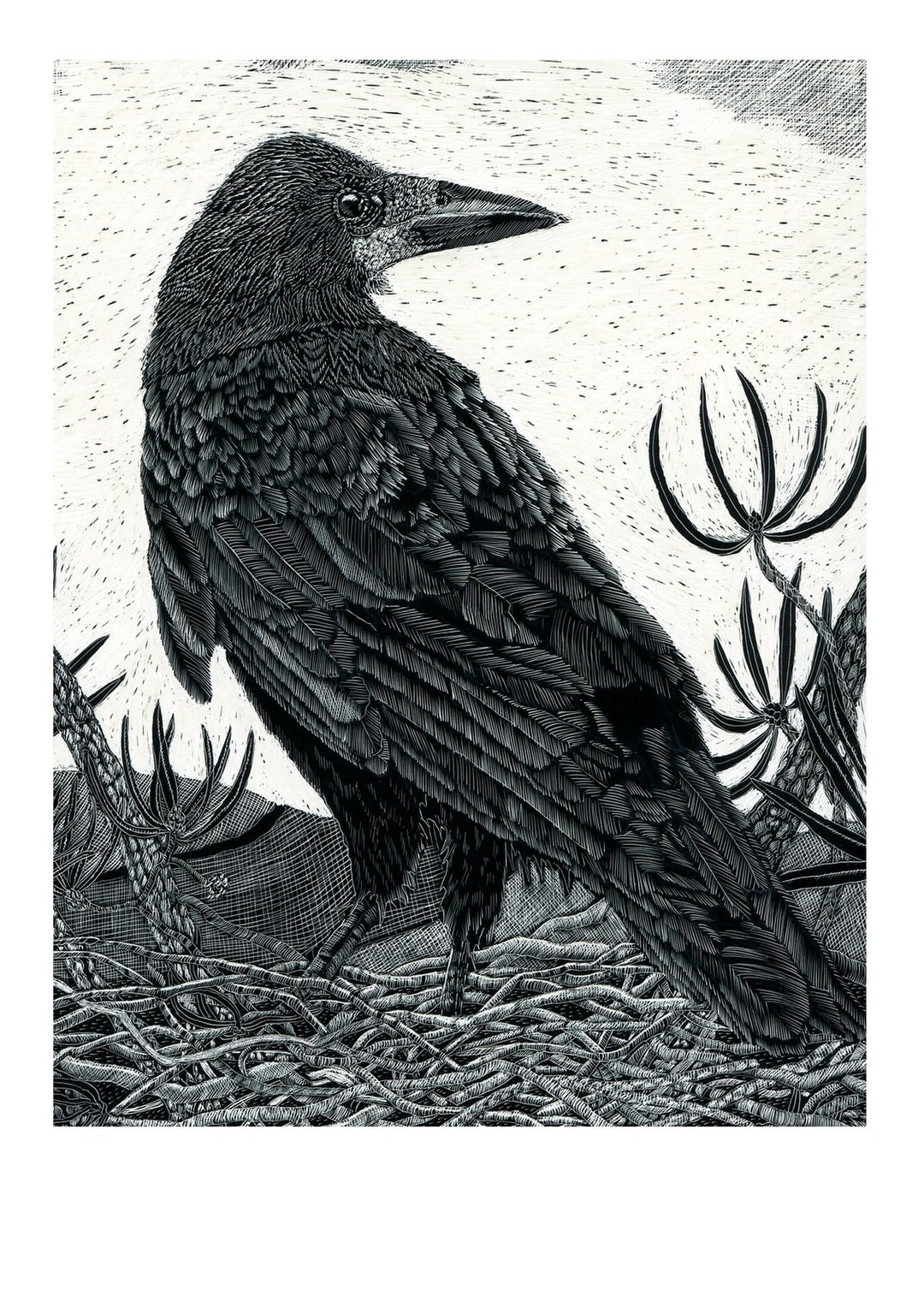 Art Print: Rook, When Will She Arrive - From Original Scraperboard - Etsy