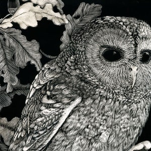 Art Card: Tawny Owlets in Oak Tree From Original Scraperboard Design ...