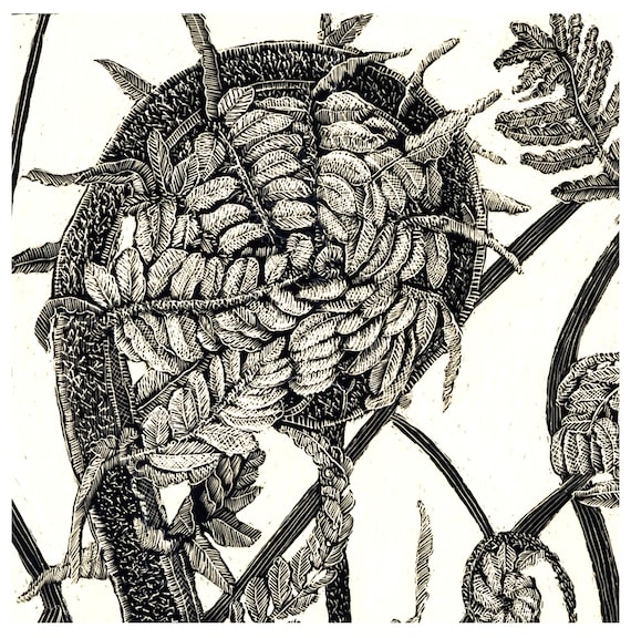 Fiddlehead Fern Line Drawing
