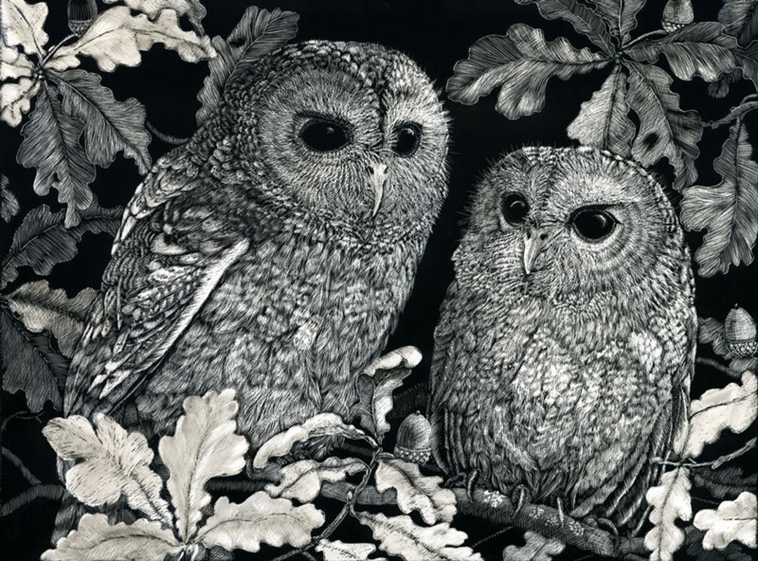 Art Card: Tawny Owlets in Oak Tree From Original Scraperboard Design ...