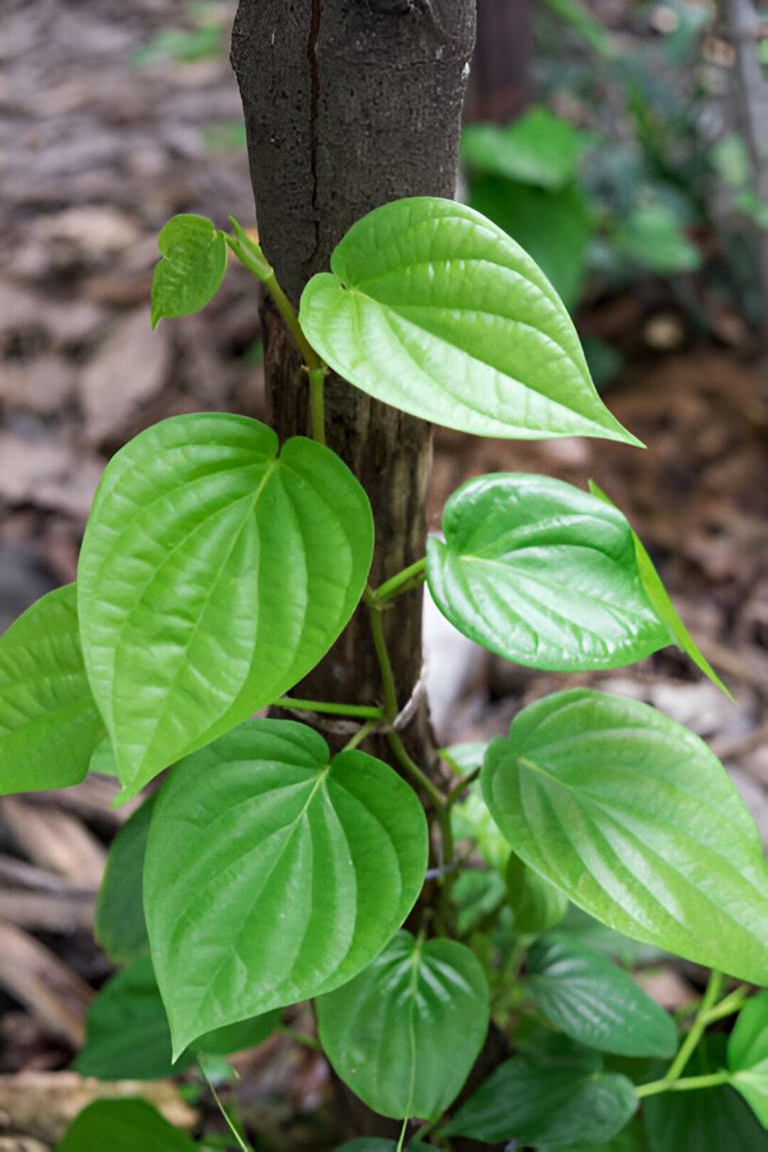 Organic Betel Leaf Powder 1 KG Bulk | Paan Leaf | Freshly Dehydrated ...