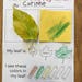 INSTANT DOWNLOAD: All About My Leaf, Autumn Leaf Science Exploration ...