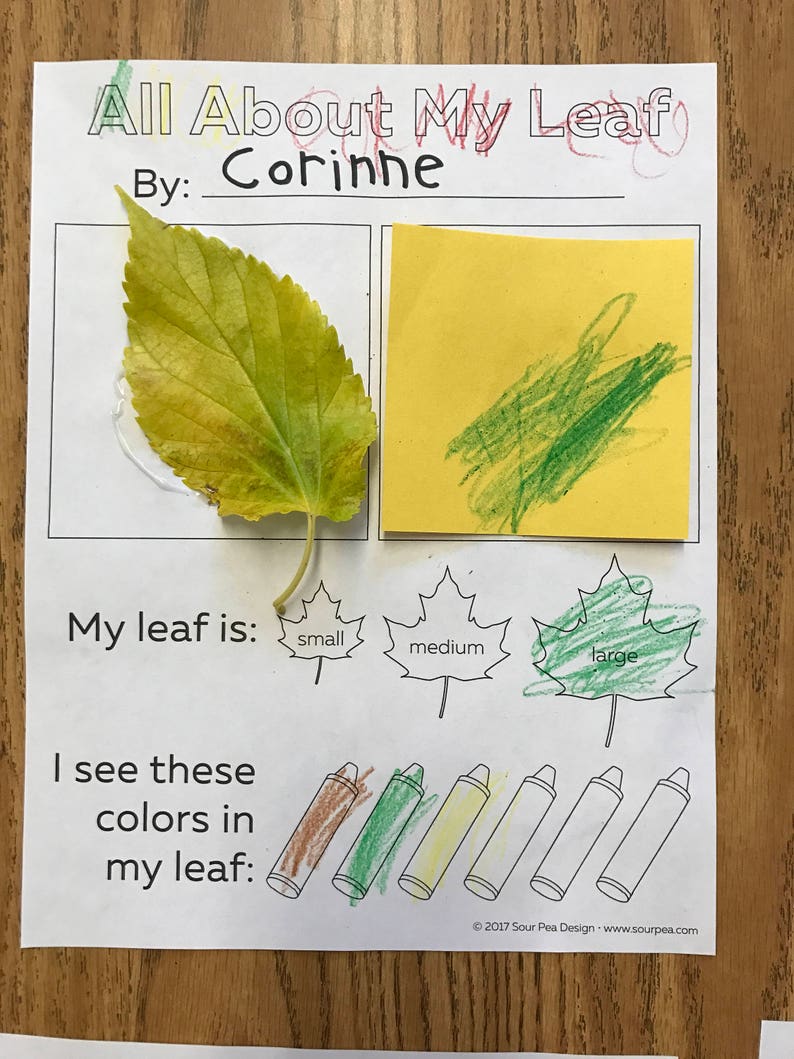 INSTANT DOWNLOAD: All About My Leaf Autumn Leaf Science | Etsy