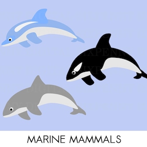 Dolphin Clip Art, Orca Clip Art, Porpoise Clip Art, Killer Whale Clip ...