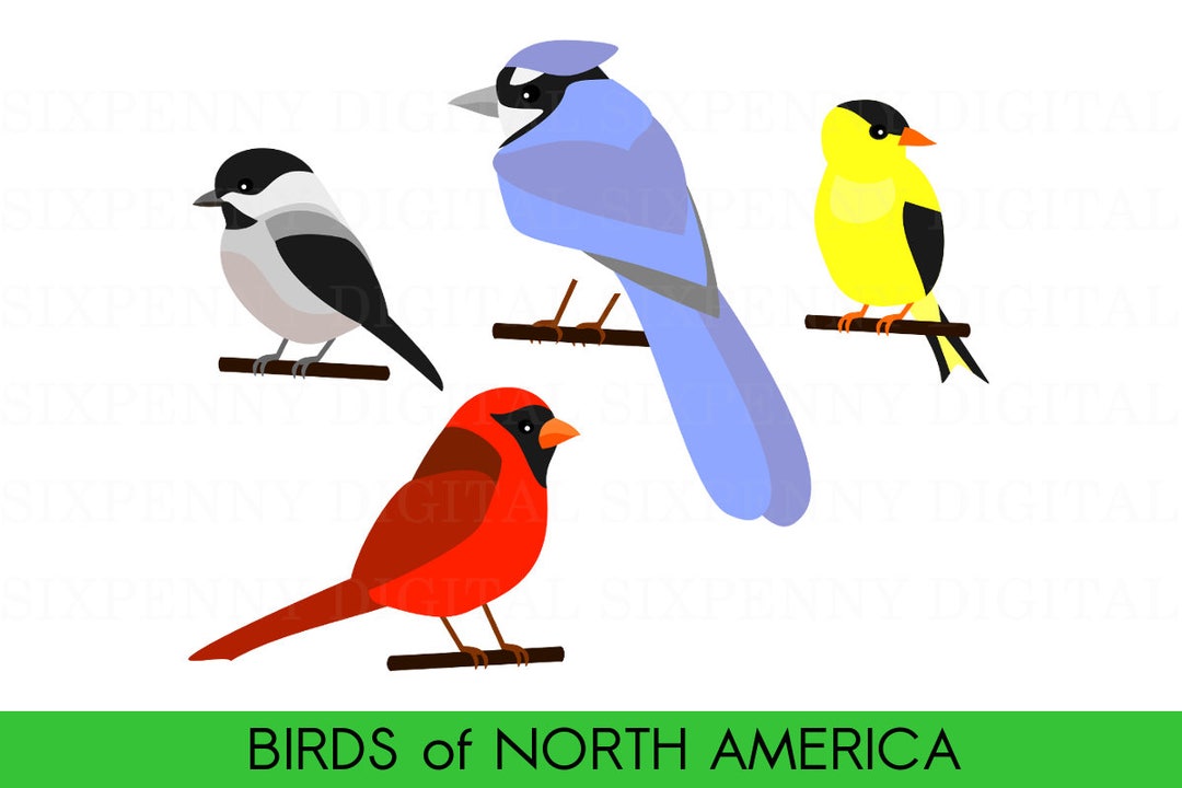 Cute Bird Clipart, Birds of North America, Cardinal Clipart, Blue Jay ...