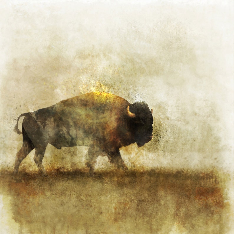 Peaceful Bison 01: Giclee Fine Art Print 13X19 | Etsy