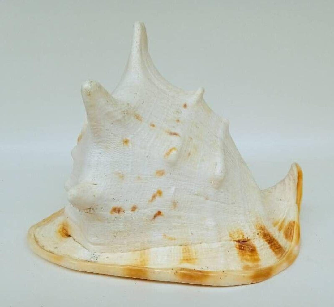 Huge Horned CASSIS Cornuta Helmet Shell 11" Long X 8" Wide 5 + Lbs ...