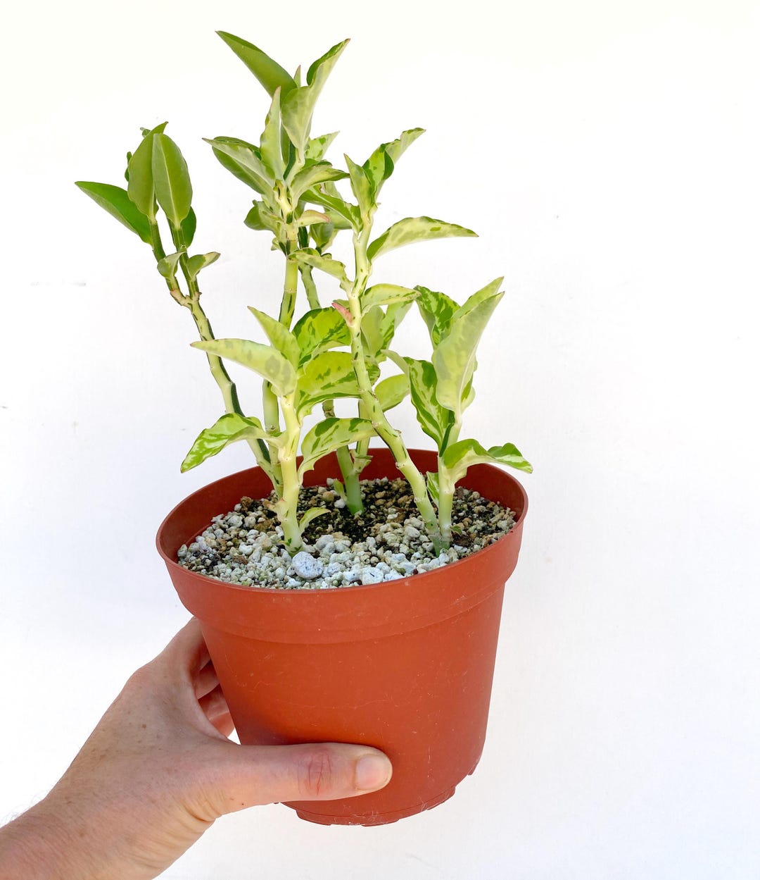 Devil’s Backbone (variegated Form) – Pedilanthus Tithymaloides - Grown ...