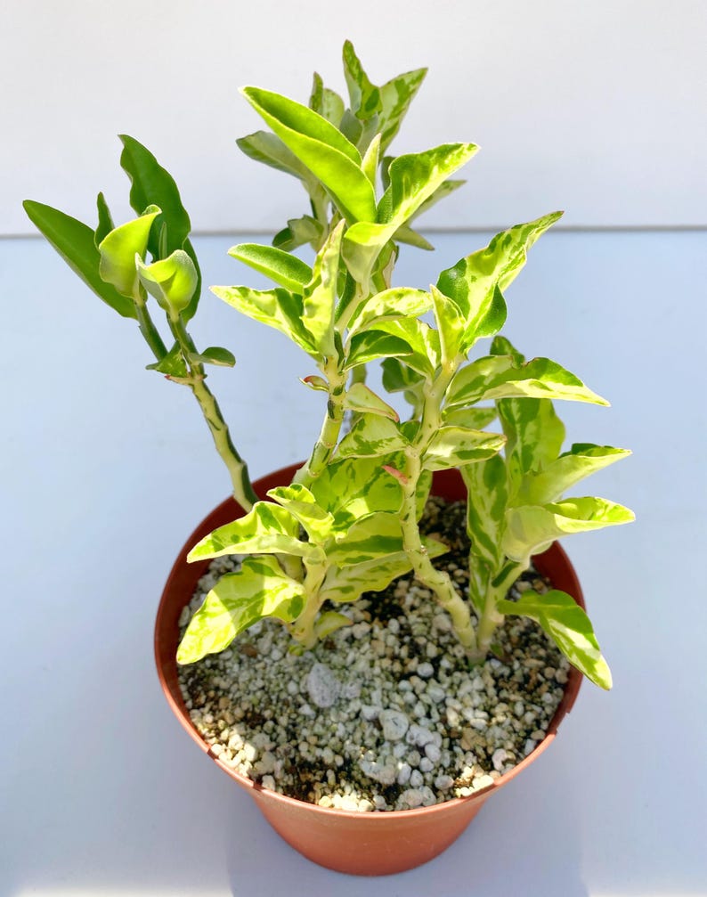 Devil’s Backbone (variegated Form) – Pedilanthus Tithymaloides - Grown ...